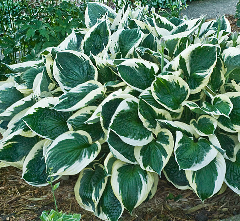 Hosta 'Minuteman' (Plantain Lily)
